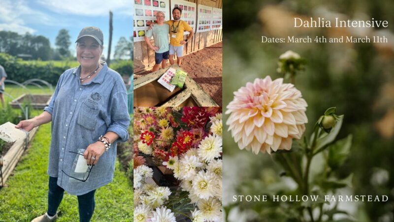 Dahlia Intensive At Stone Hollow Farmstead - Pepper Place